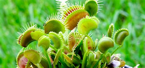 Unusual Plants