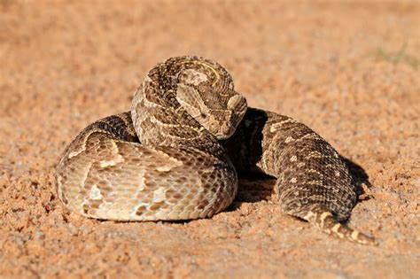 Woman Bitten In Battle With Puff Adder On Her Bed Walks 3km To Hospital