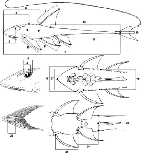 Measurements Used In Morphometric Analyses As Listed In Table 1