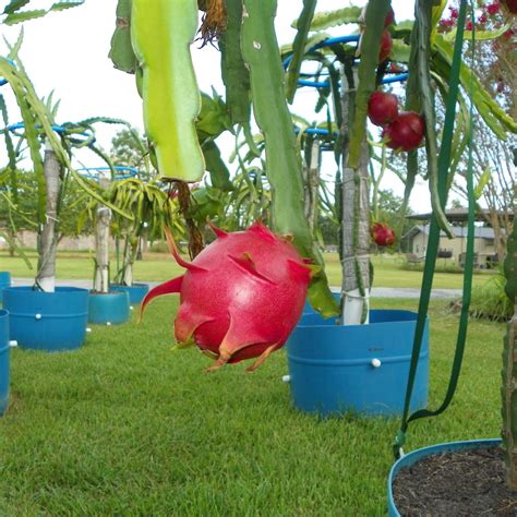 Physical Graffiti Purple Flesh Dragon Fruit Variety From Spicy Exotics