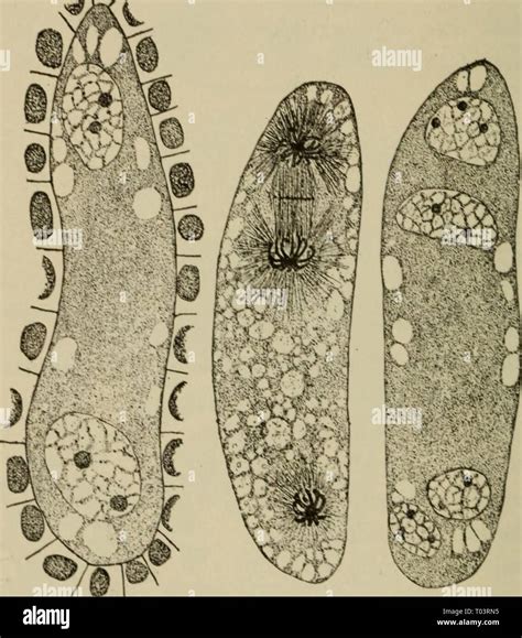 Lily Embryo Under Microscope