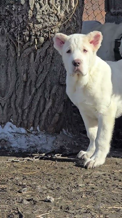 თათია და ბელი Youtube