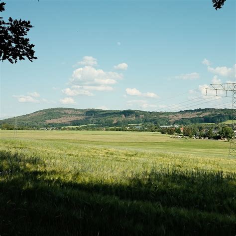 Beetle Killed Trees In Saxony Germany