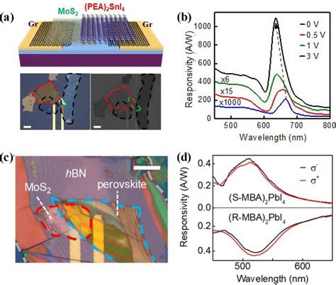 2d Perovskite Tmd Heterostructure Based Photodetectors A Om Image Download Scientific