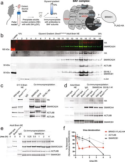 Brwd1 Tightly Associates With The Baf Complex In Euploid Brain A