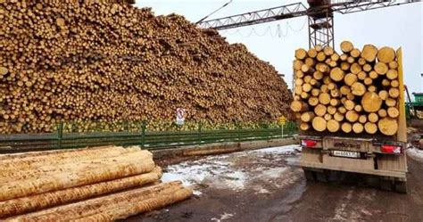 Market Data Hub Global Timber Industry Wood Prices