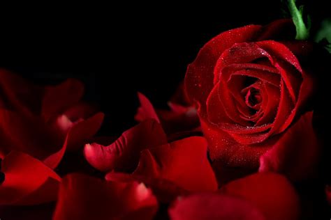 Red Rose On Black Background ·① Wallpapertag