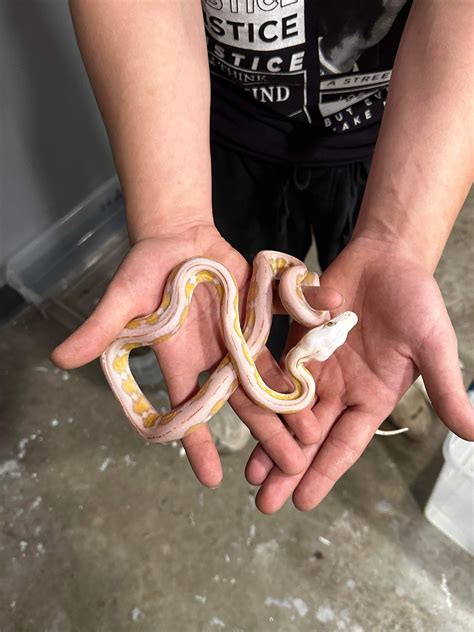 Purple Jag Reticulated Python By Rockin Retics And Reptiles Morphmarket