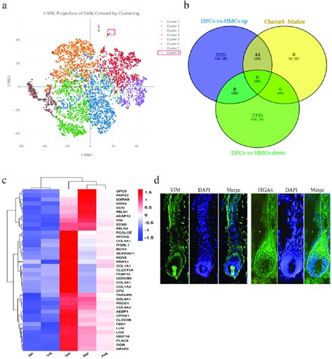 Analysis Of The Marker Genes In DPCs A Cell Clustering Information Download Scientific
