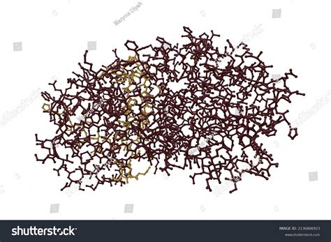 Molecular Model Thyroxine Binding Globulin Isolated Stock Illustration