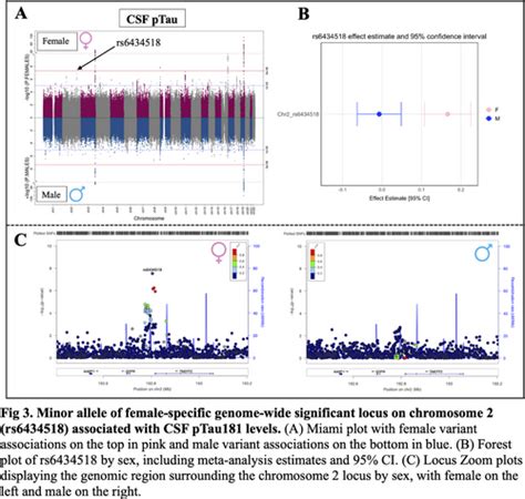 Sex‐stratified Gwas Meta‐analyses Reveal Novel Sex‐specific Association