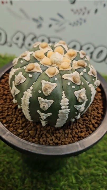 투구쏭 특 술안먹음 즐거운 탱사장 사랑스런 투구 선인장 Cactus 다육 Youtube