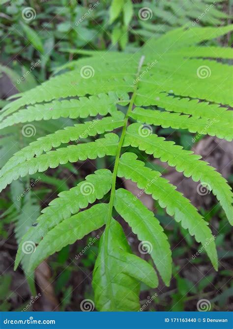 Phylum Pterophyta