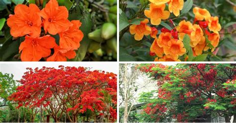 15 Orange Flowering Trees For An Autumnal Vibe All Year Round
