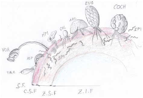 Les Spirilles Interprétation évaluation Et Numération La Revue Ein