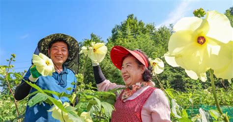 [산청소식] 오선농장 황금 해바라기 금화규 수확 등