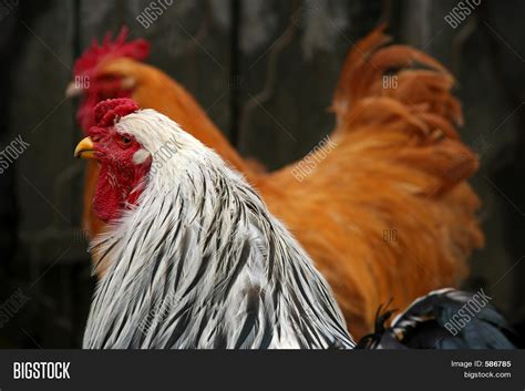 Two Cocks Roosters Image And Photo Free Trial Bigstock
