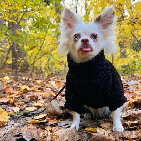 Long Haired Chihuahua Care Guide Grooming And Training Fitwarm