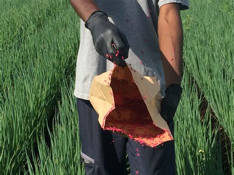 Sterile Insect Technique Controlling Pests With Precision Cabi Bpp