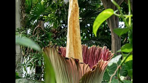 What Does A Corpse Flower Habitat Look Like At John Lindgren Blog