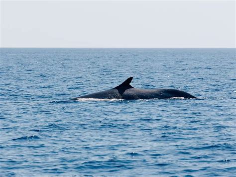 52 Hertz The Loneliest Whale In An Ocean Of Sorrow Times Of India Travel
