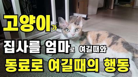 고양이가 집사를 엄마로 생각 할때 와 동료로 여길 때의 행동 Youtube