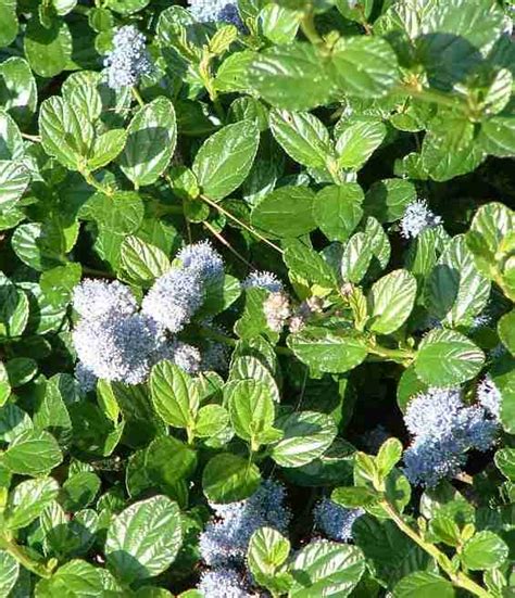 Ceanothus Yankee Point Care
