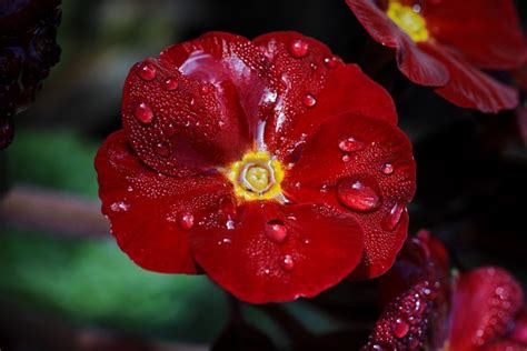 花 露珠 特写 Pixabay上的免费照片 Pixabay