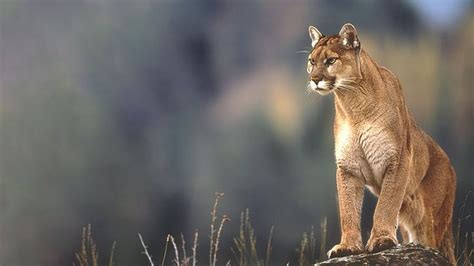 Microsoft Windows 98 Plus