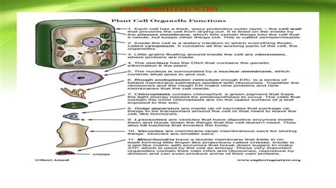 Cell Structural And Functional Unit Of Life Pdf
