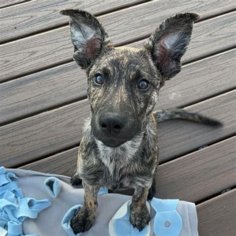 Pebbling A Heartwarming Way Of Expressing Affection By Sending Your