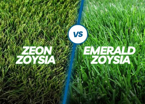Zeon Zoysia Grass Complete Guide To Care Maintenance And Tips