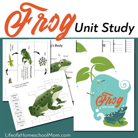 Frogs Life Cycle Worksheet Proworksheet