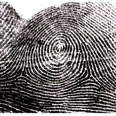 the three basic fingerprint patterns from left to right loop whorl