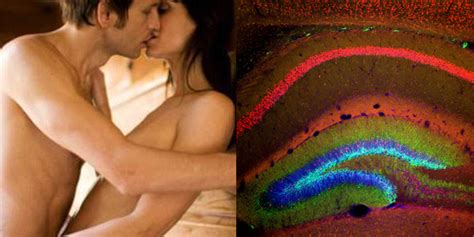 Noticia Es El Sexo El Verdadero Motor Evolutivo De Nuestra Inteligencia