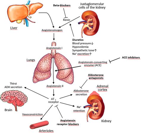 Frontiers The Effect Of Antihypertensive Medications On Testing For