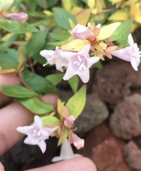 Funshine® Abelia Proven Winners Great Garden Plants