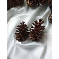 Detail Gambar Pohon Pinus Dan Keterangannya Koleksi Nomer 36