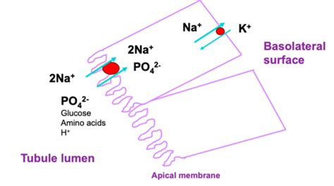 Renal Function 2 Proximal Tubule And Loop Of Henle Flashcards Quizlet