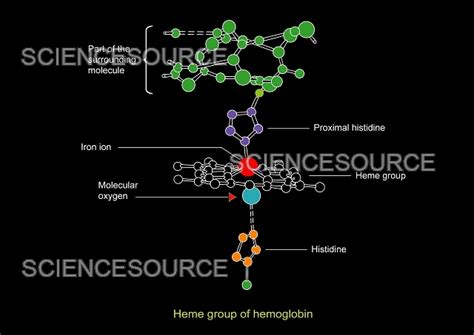 Heme Group In Hemoglobin Diagram Stock Image Science Source Images