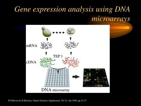 ppt postgenomics functional genomics dna chips and microarrays
