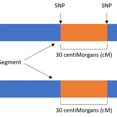 Matching Dna Segment Measured In Centimorgans Cm For Dna Matches