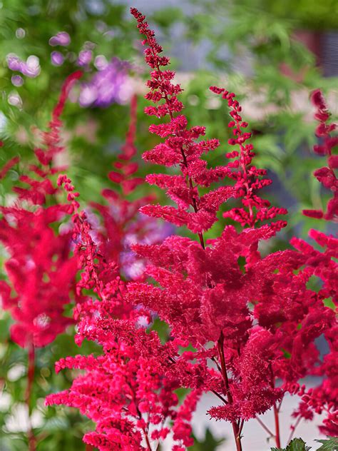 Astilbe Volcano Astilbe Roots For Eu Shipping Dutchgrown™