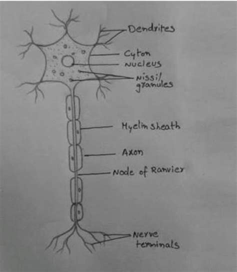 Simple Neuron Diagram