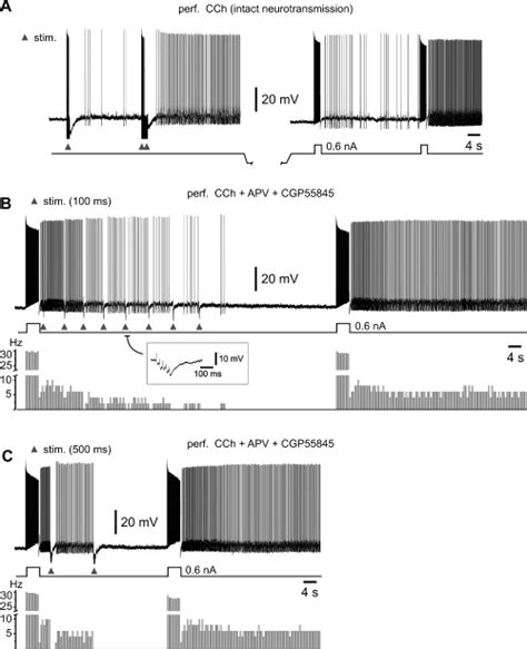 Synaptic Induction And Modulation Of Persistent Activity In La Neurons Download Scientific