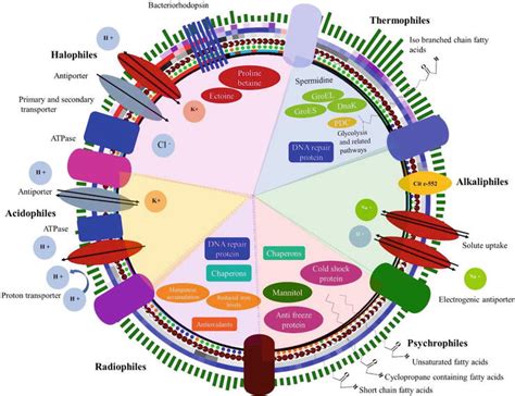 Extremophiles Diagram Clarissa Czekster On Linkedin Immobilized