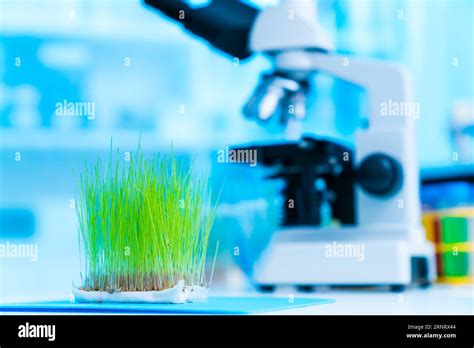 Examining The Impact Of Different Soil Types On Nutrient Uptake Efficiency This Experiment
