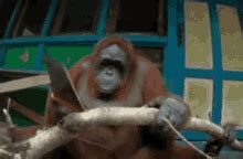 Orangutan S Tenor