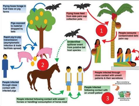 2 6 Nipah Virus Bs0005 One Health