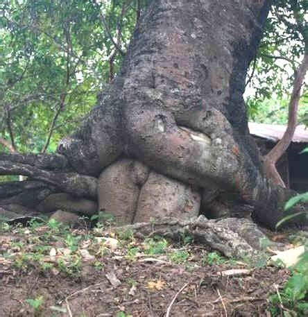 Weird Tree Pics Woodworking Talk Weird Tree Pics Woodworking Talk